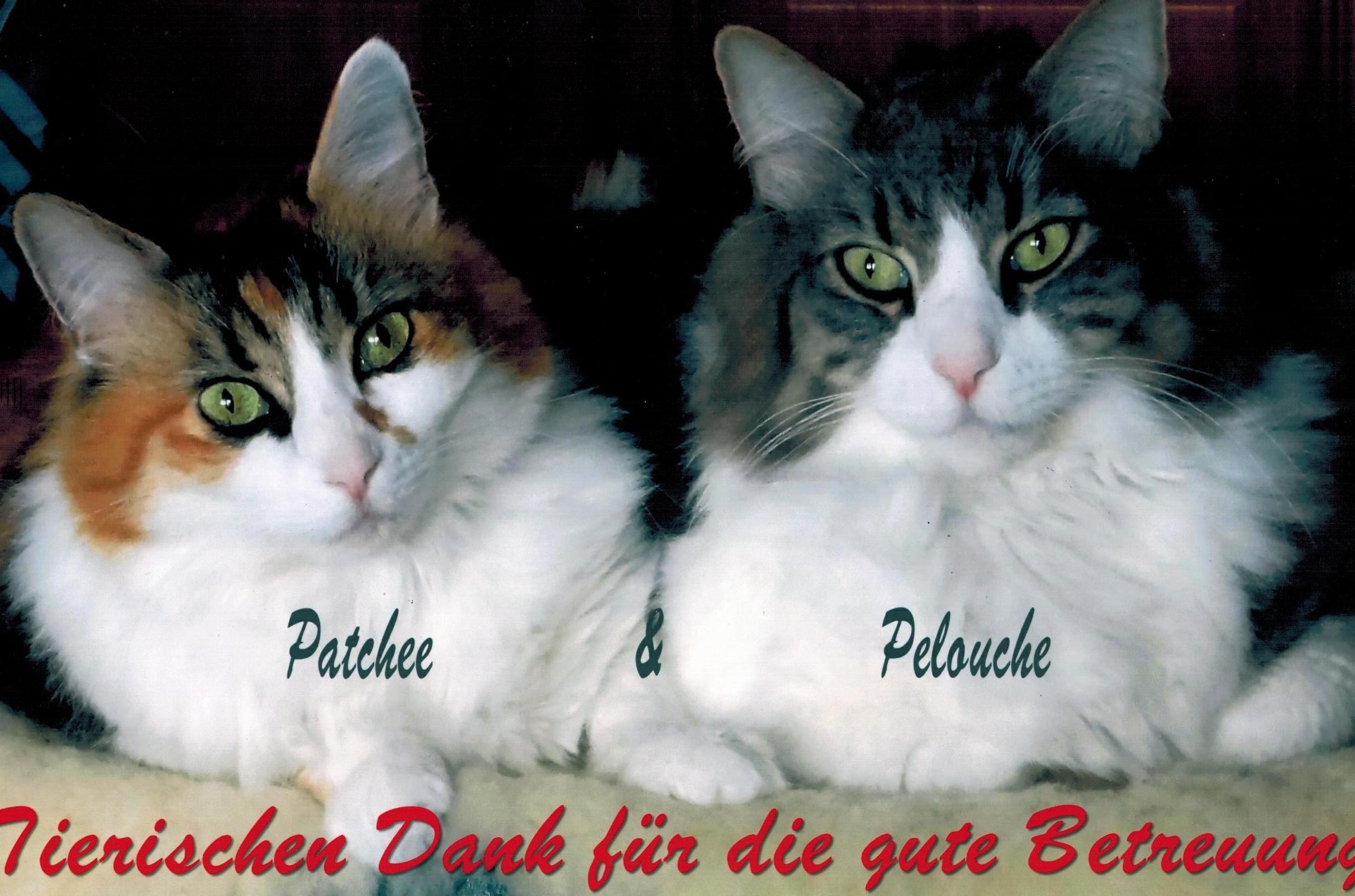 Danke Katzenbilder